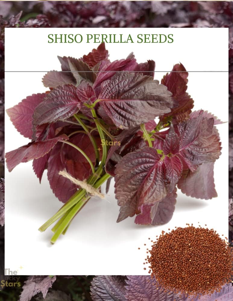 Amazon.com : 1000 Seeds Vietnamese Perilla -La Tia to - (Shiso) Seeds ...