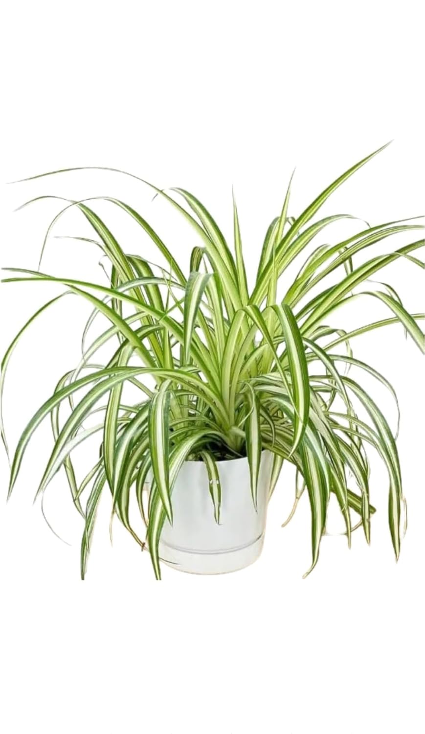 Gamlaa Chlorophytum, Spider Plant : Amazon.in: Garden & Outdoors