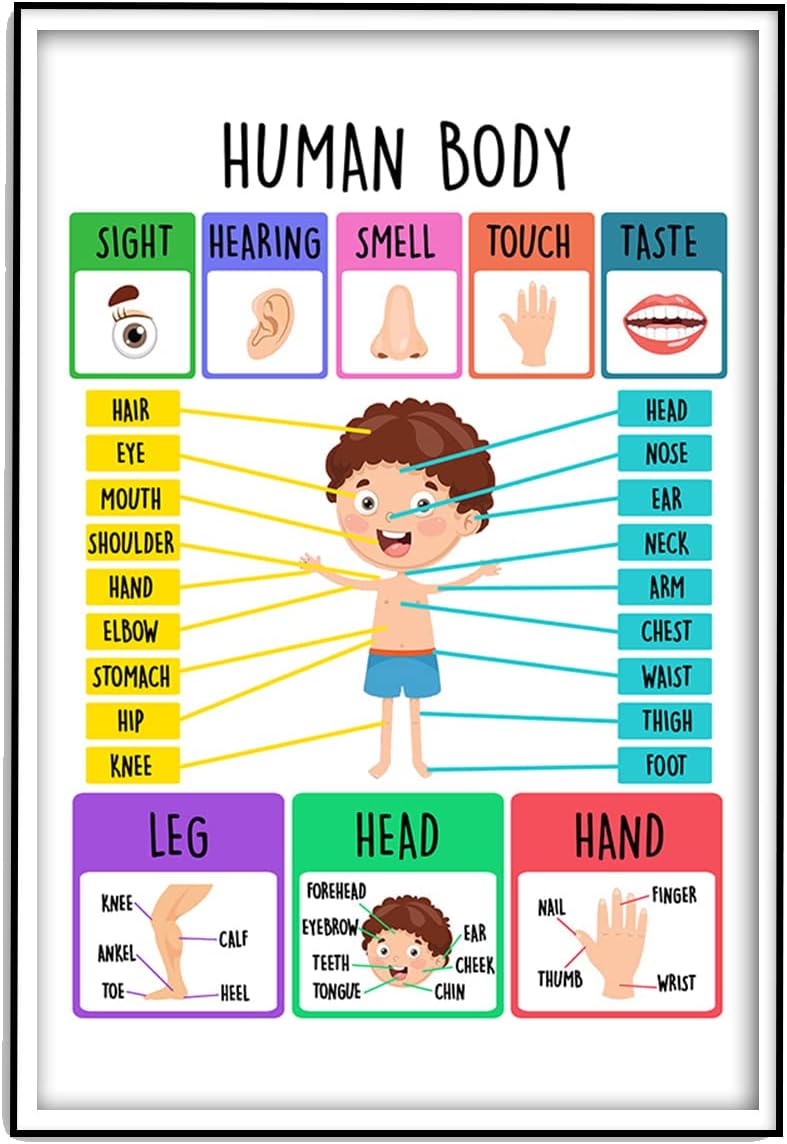 CPS036 Kids Anatomy Poster - Preschool Human Body Nepal | Ubuy