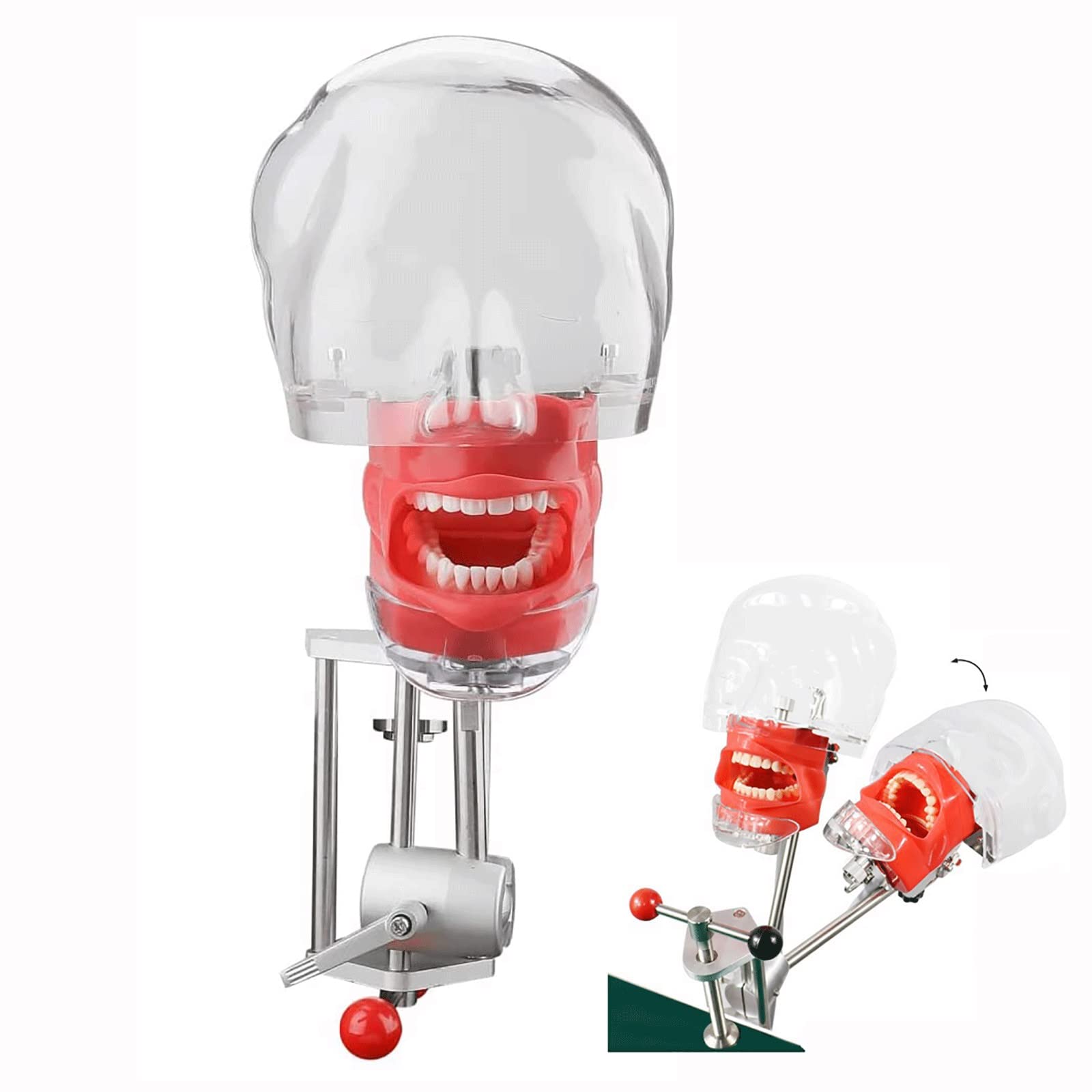 Buy BFEIWGHA Dental Teeth Model, Dental Simulator Phantom Head Model Of ...