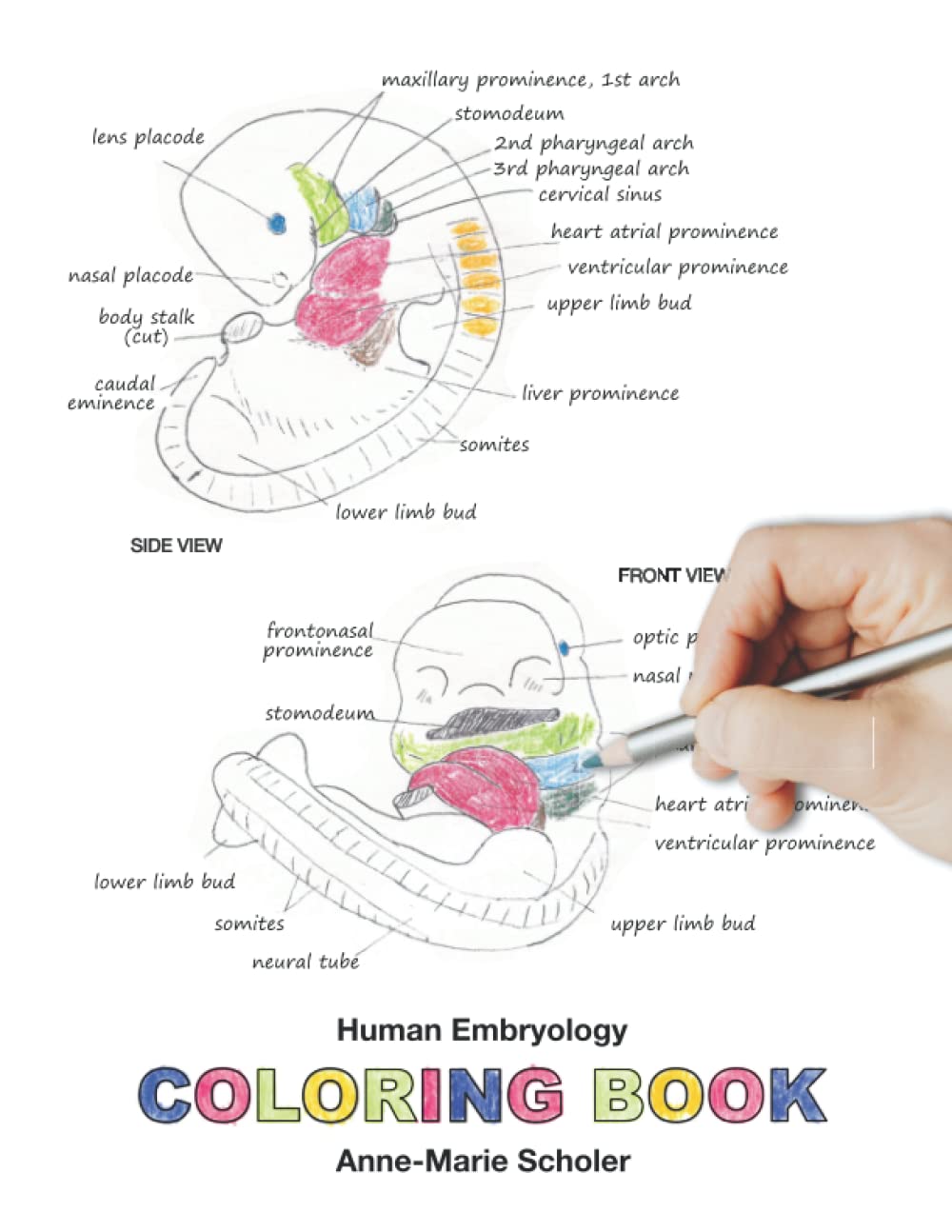 Amazon.com: Human Embryology Coloring Book: 9781952891106: Scholer ...