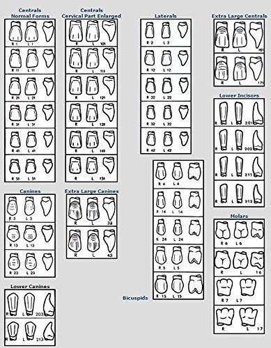 Amazon.com: ECM Odus Pella Peel-Off Transparent Crown Forms #1 Bx/12 ...