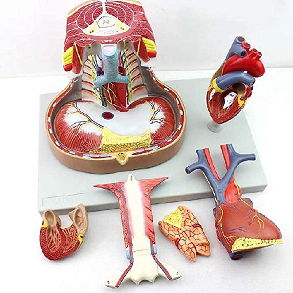 Buy Learning Props Scientific Human Anatomy Mediastinal Model Heart ...