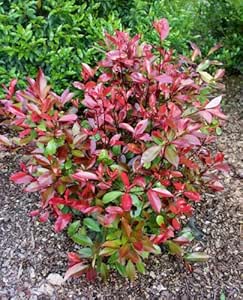 Photinia x fraseri"Red Robin Compacta" pianta da siepe fotinia compatta ...