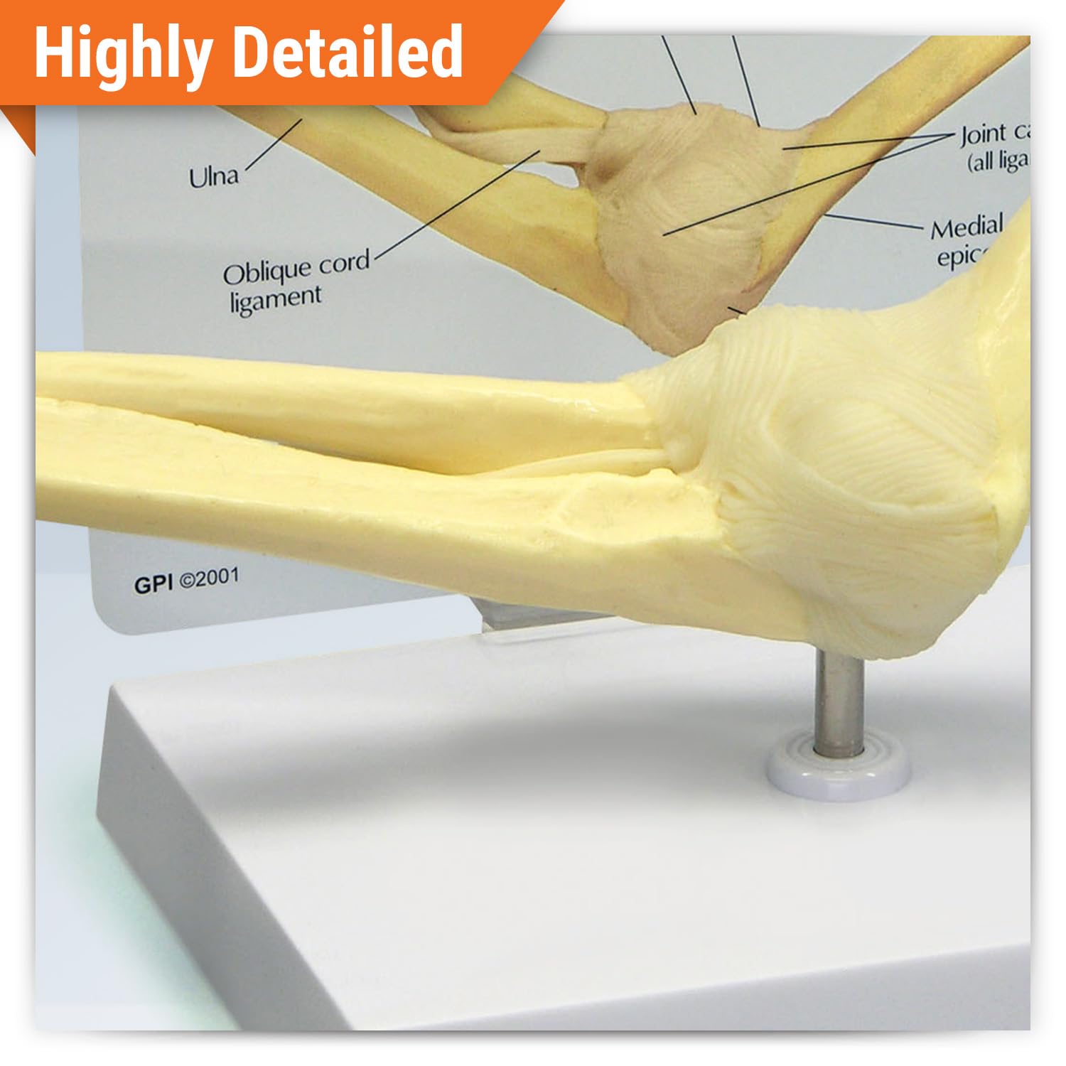 Snapklik.com : Basic Elbow Model, Replica Of Right Elbow Joint For ...
