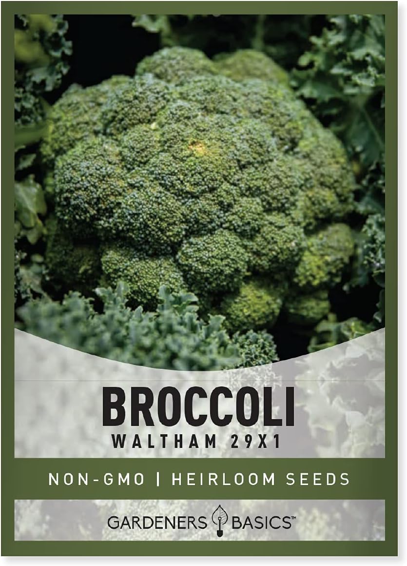 Amazon.com : Gardeners Basics, Broccoli Seeds for Planting is A Great ...