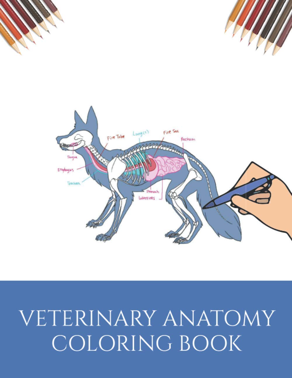 Veterinary Anatomy Coloring Book Veterinary Coloring Book Anatomy ...