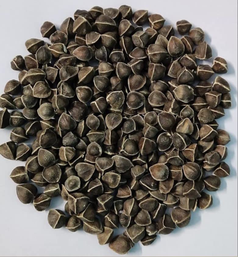 EasySeeds™ Moringa Seeds,emillas de Moringa,Drumstick Tree, Moringa ...