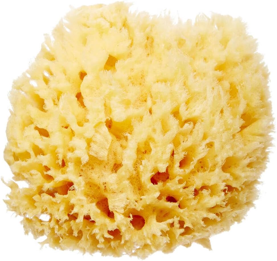 Amazon.com: HartFelt Delicate Skin Wool Sea Sponge 4 in | Real Natural ...