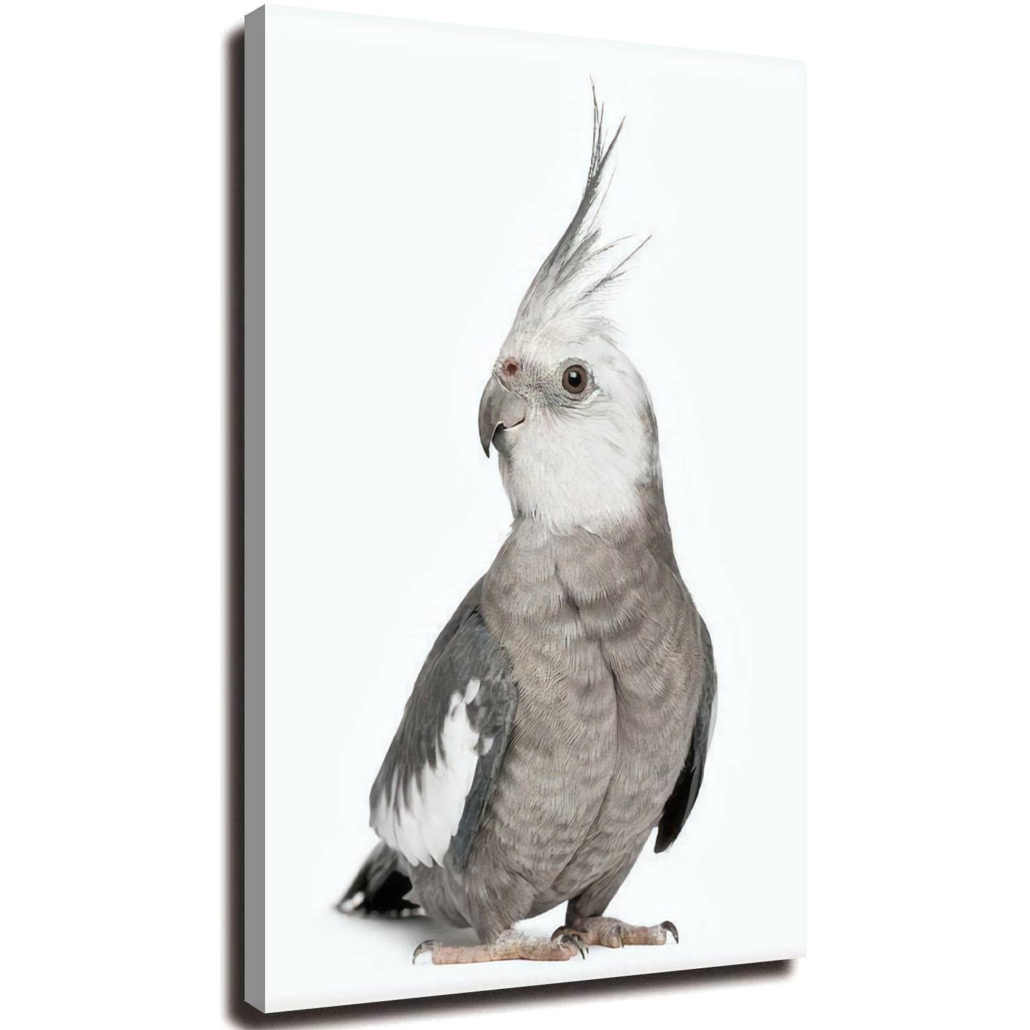 Cockatiel Bird White Face