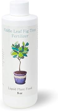 Amazon.com : Fiddle Leaf Fig Tree Fertilizer | Ficus Plant Food ...