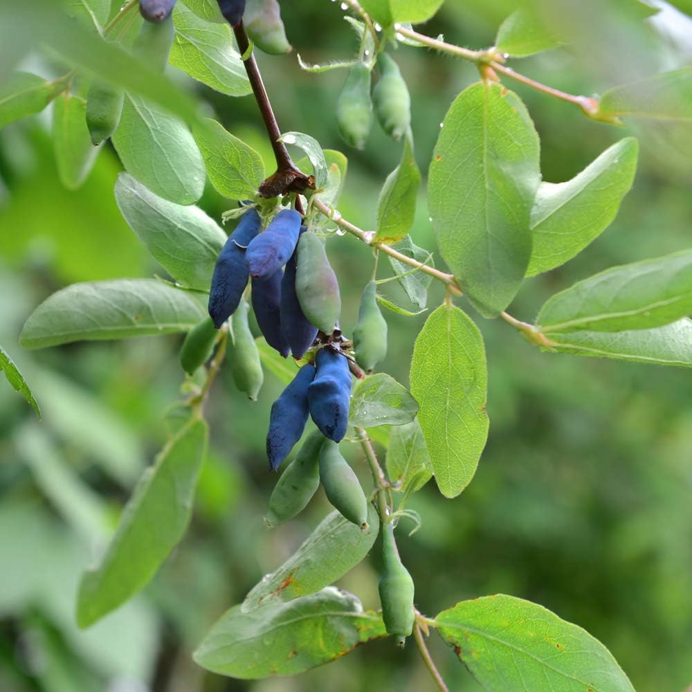 Lonicera caerulea 'Blue Velvet' (Honeyberry) - in 9cm Pot - Edible ...