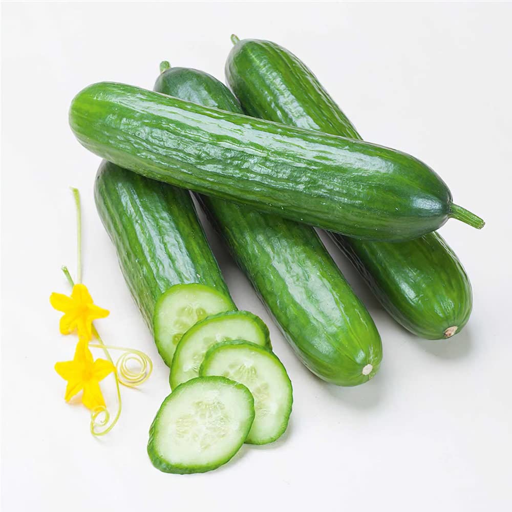Buy Cucumber s, Ready for The Garden. 'Midios'. Grafted. Tasty Juicy ...