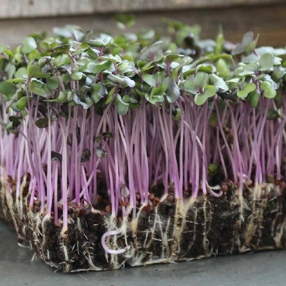 5 Best Red Acre Cabbage Seeds | 1lb Seeds That Actually Germinate