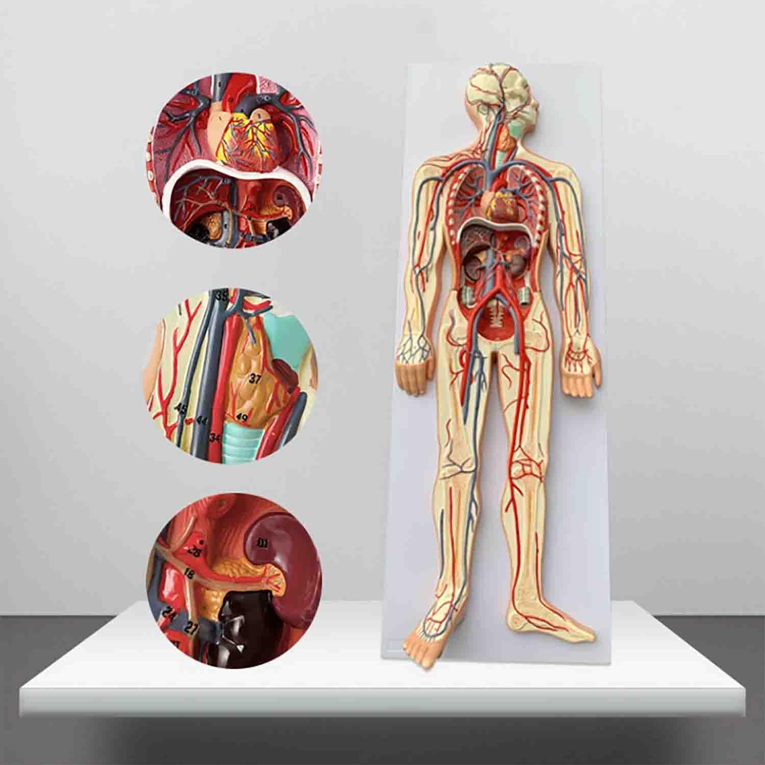 Amazon.com: Human Blood Circulatory System Model, Removable Heart ...