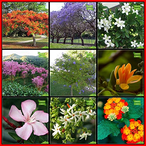 Creative Farmer Gardening Plant Seed Combo Tree Seeds : Jacaranda ...
