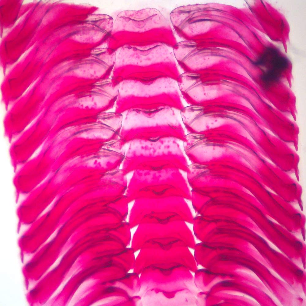 In Slide Radula In Molluscs