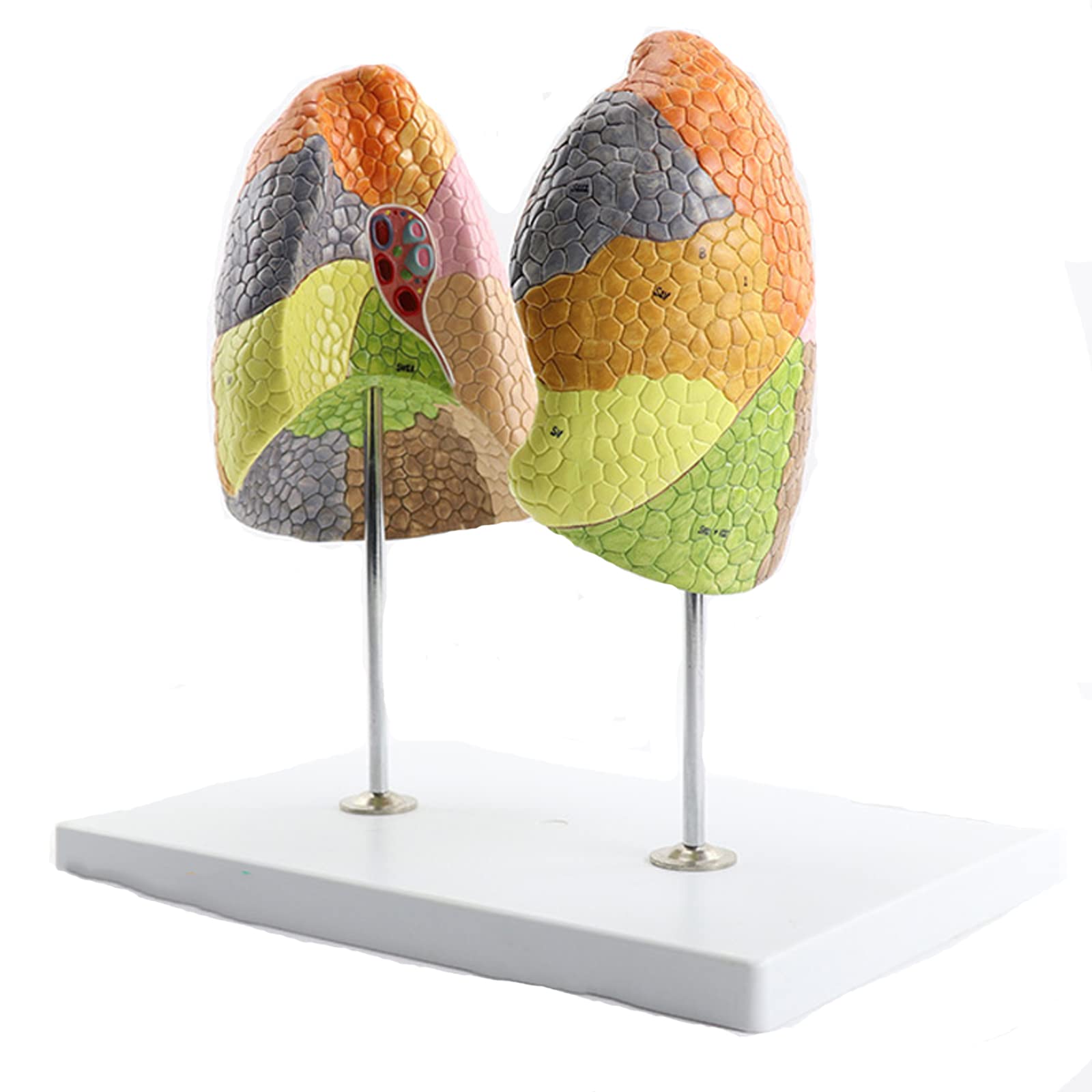 Buy KXSM Human Lung Model Bronchial Lung Functional Area Anatomy ...