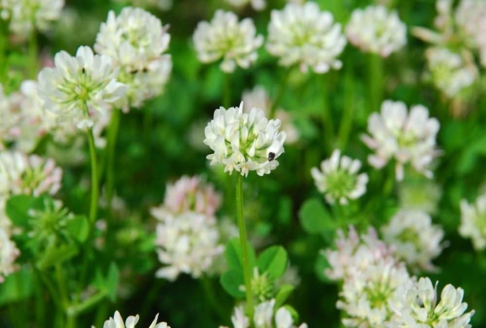 Ball Reseeding White Clover Cover Crop Green Manure Bee Forage (~4,000 ...