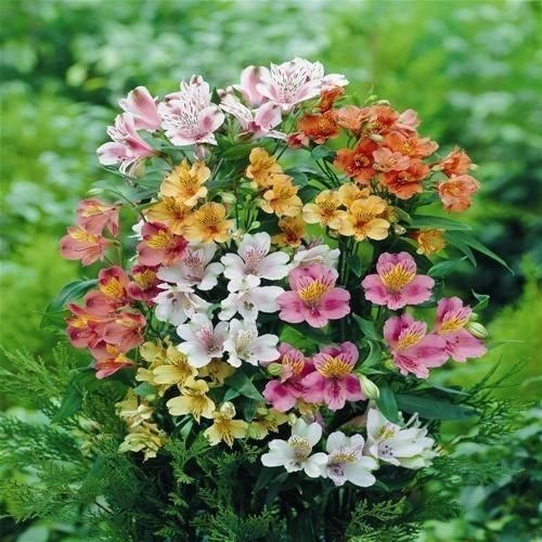 Buy Alstroemeria ligtu DR SALTERS HYBRIDS Mix Peruvian Lily ! Online at ...