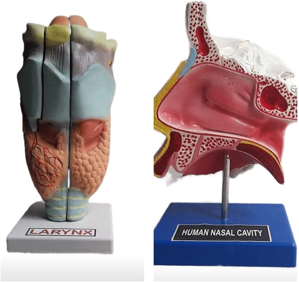 Paul Scientific Works Human Anatomical model set (Larynx and Nose Model ...