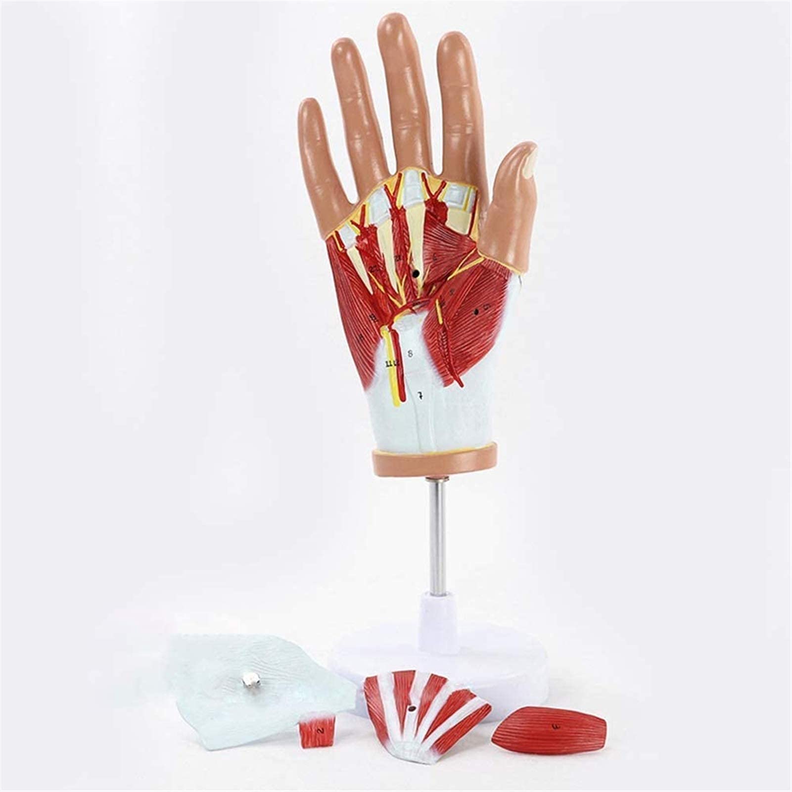Buy IJNBHU Study Model Hand Muscle Anatomy Model Tendon Model Palm Vein ...