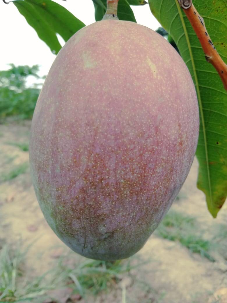 Sarika Nursery All time red palmar mango, red palmer mango Thailand ...