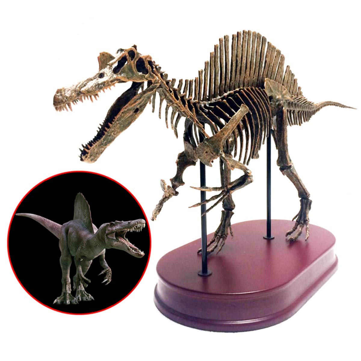 Spinosaurus Skeleton Model