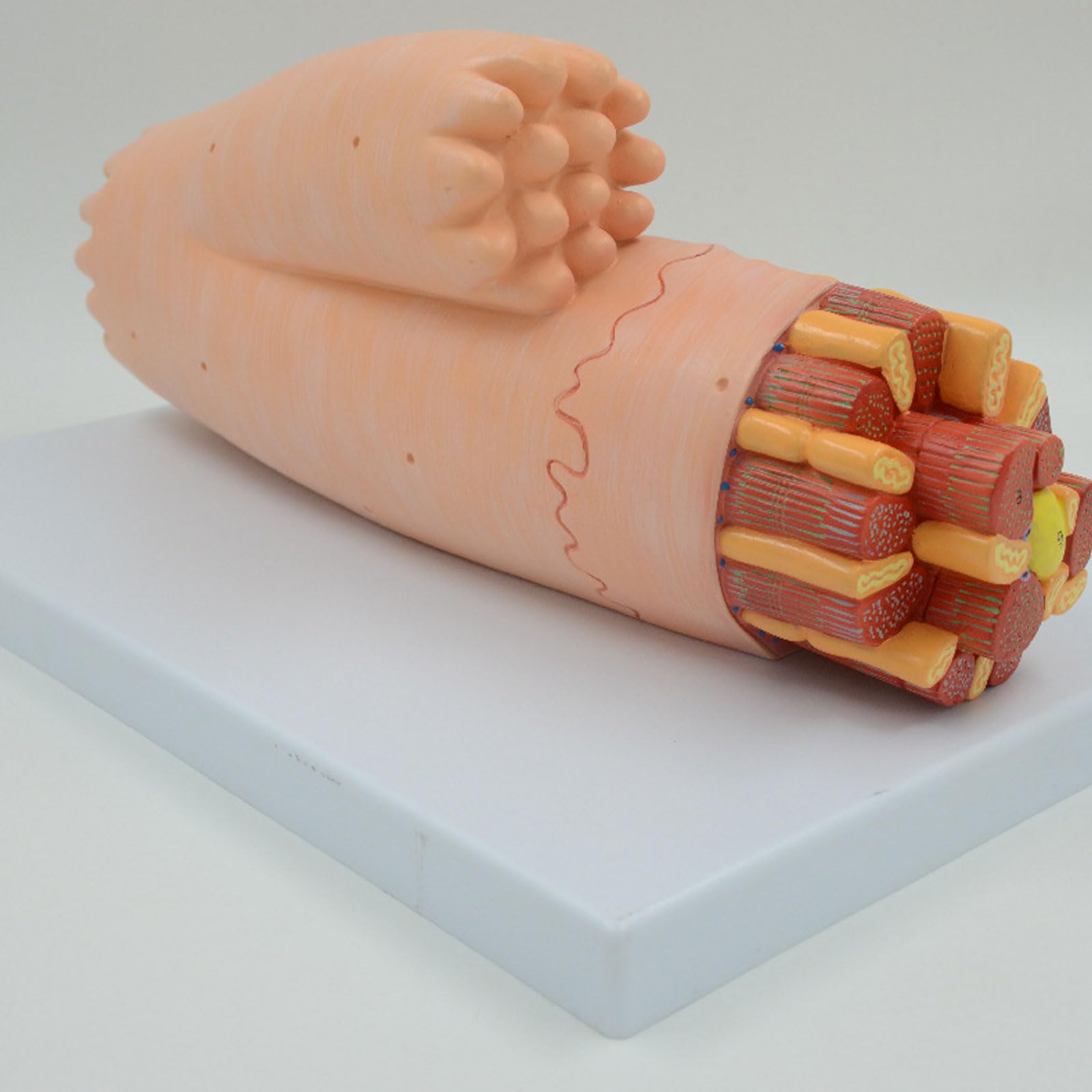 Cardiac Muscle Model Using Microparticles To Repair And Detox Cardiac
