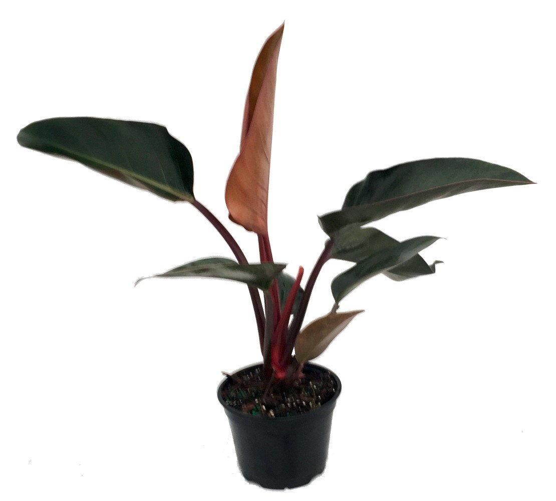 Rojo Congo Philodendron Easy To Grow 6 Pot | Desertcart Sri Lanka