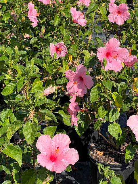 Cloud Farm Rare Chemparathi Plant Exotic Hibiscus 'PINK Color ' 1 ...