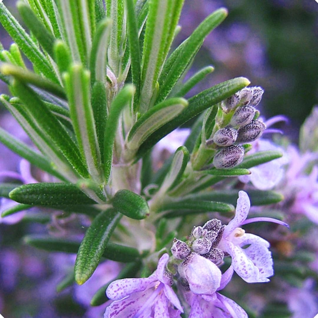 Rosemary Leaf Flowers
