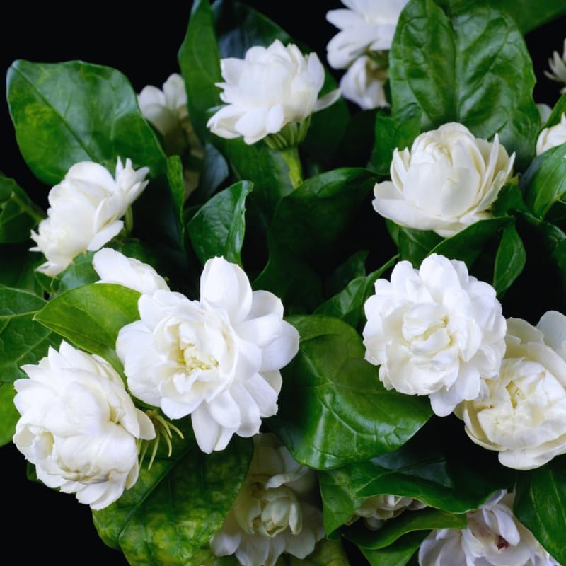 Amazon.com : Grand Duke of Tuscany Jasmine Live Plants, 2 Blooming ...