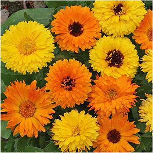Amazon.com : Calendula Flower Seeds, Pacific Beauty Mix, Pack of 2000 ...