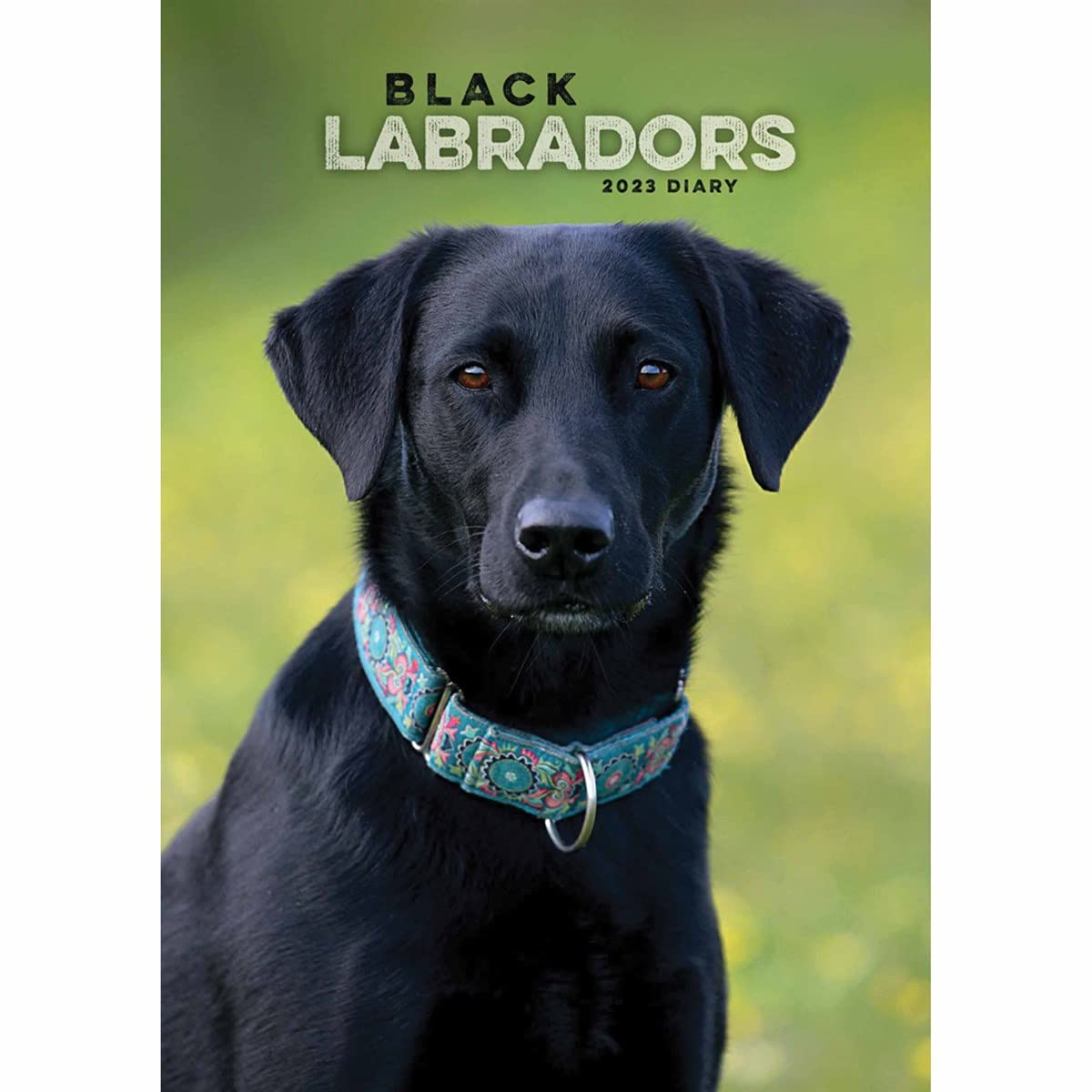 Labrador Retrievers Black A5 Diary 2023 : Amazon.co.uk: Stationery ...