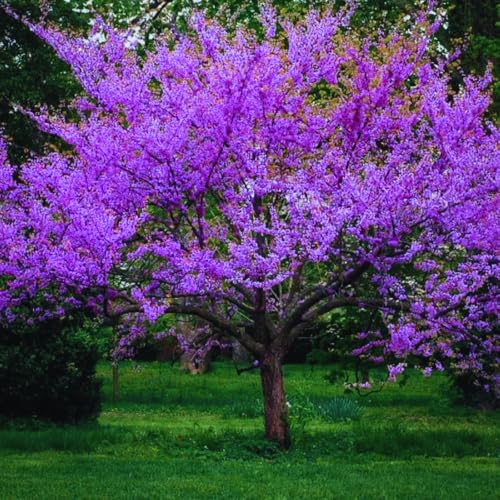 Best Dwarf Red Bud Tree Guide: Top Small Redbud Options for Compact ...