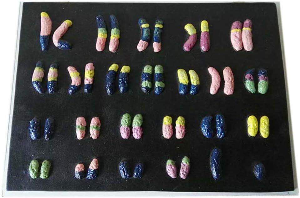 Amazon.com: Chromosome Anatomic Model - Biological Teaching Model ...