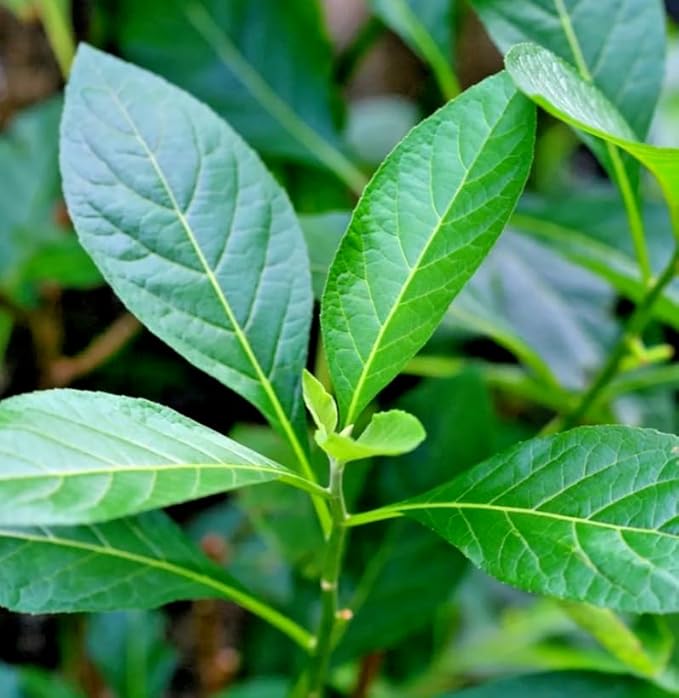 Amazon.com : African Bitter Leaf Plant - 6-12" Tall Live Plant - 2.5 ...