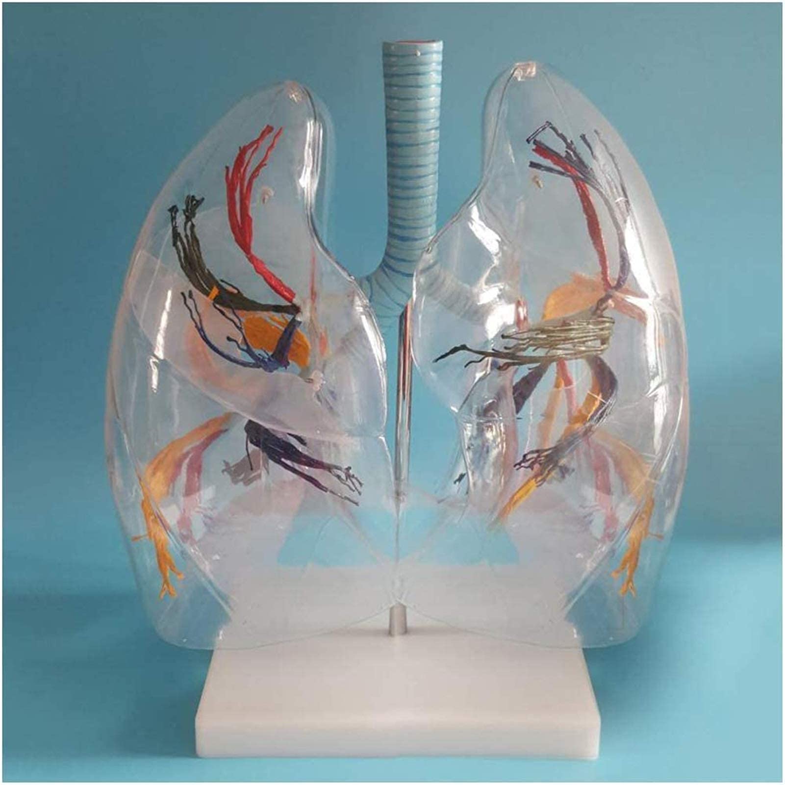 Anatomy Model Lung Segment Anatomical Model Human Anatomy Of The Lung ...