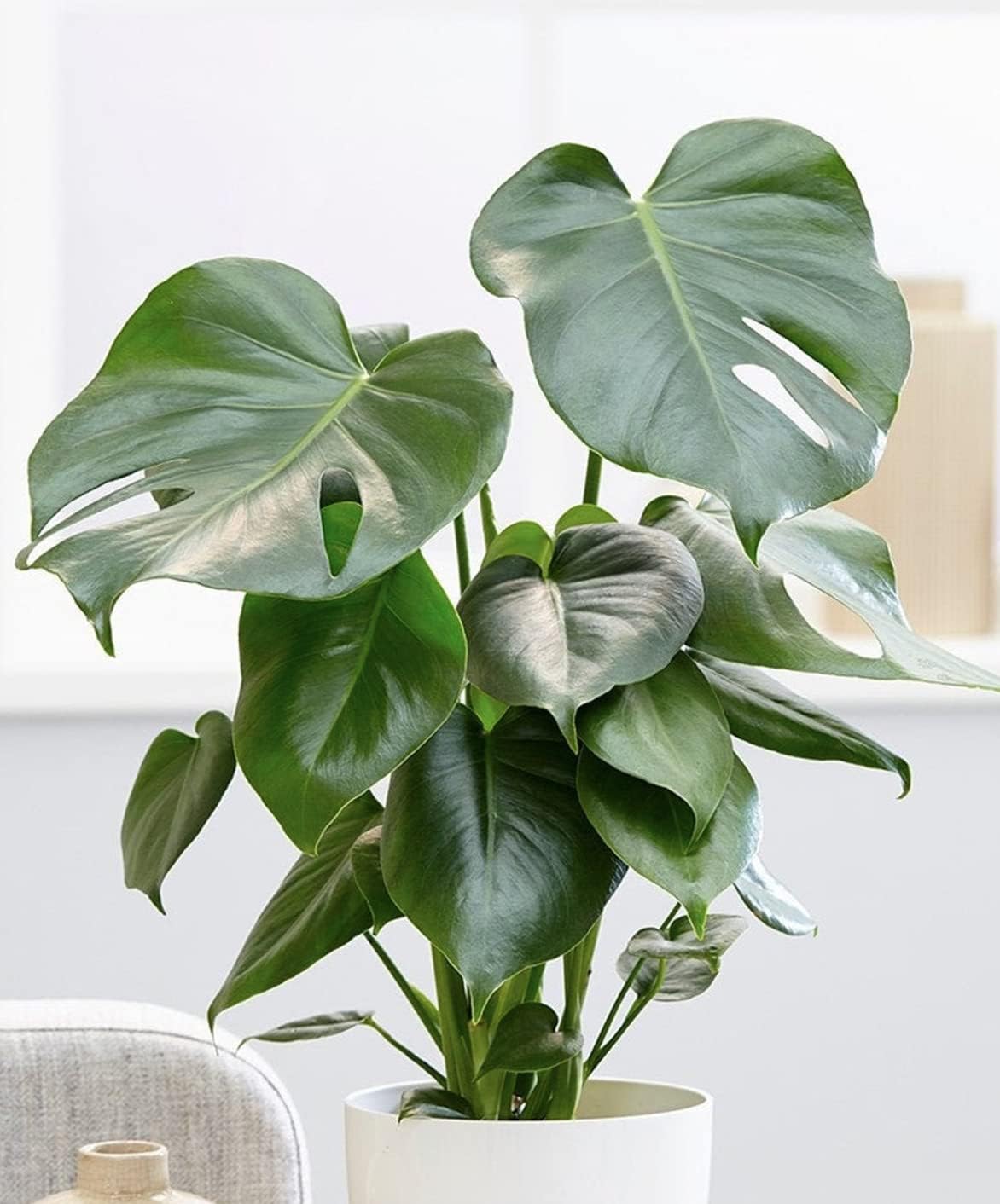 Monstera Deliciosa Swiss Cheese Plant in 12cm Pot - Air Purifying ...