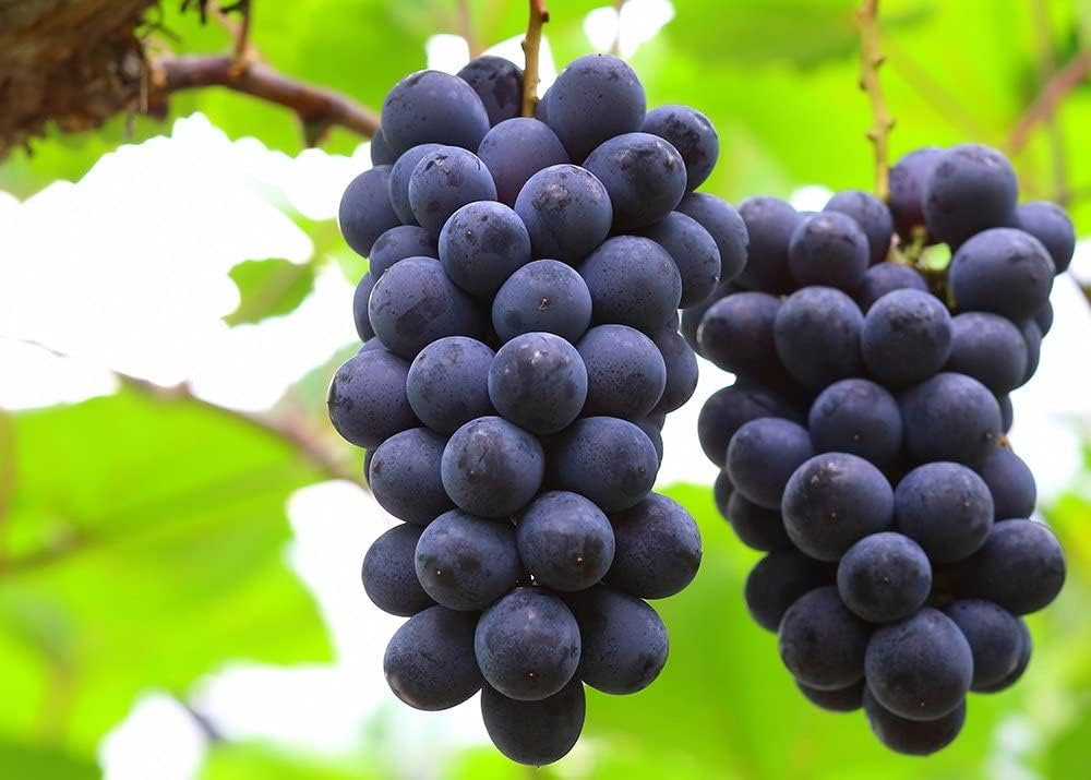 Amazon.com : 50 Kyoho Grapes Seeds Fruit Tree Seeds : Patio, Lawn & Garden