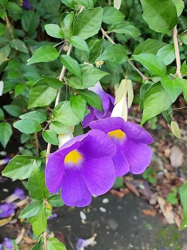 Thunbergia Grandiflora for Home Garden Pack of 1 : Amazon.in: Garden ...