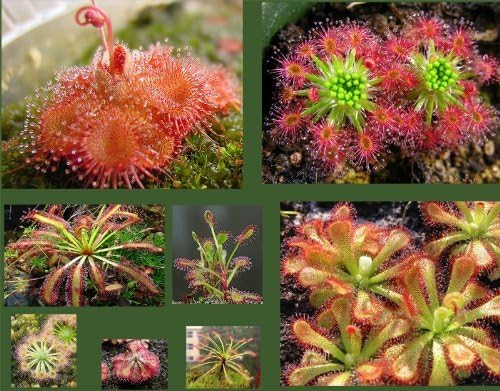 Drosera Seeds Collection (Sundew) - 25 Seeds, 10 Different Varieties ...