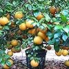 Amazon.com : TAZGO No CA, Grafted Grapefruit Tree Live Plant, Red ...