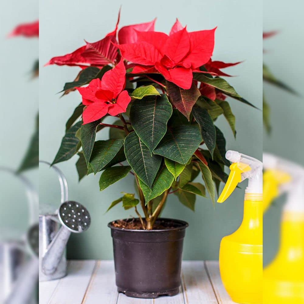 Oxygreenplant Mexican flame leaf,Poinsettia,Christmas star, painted ...