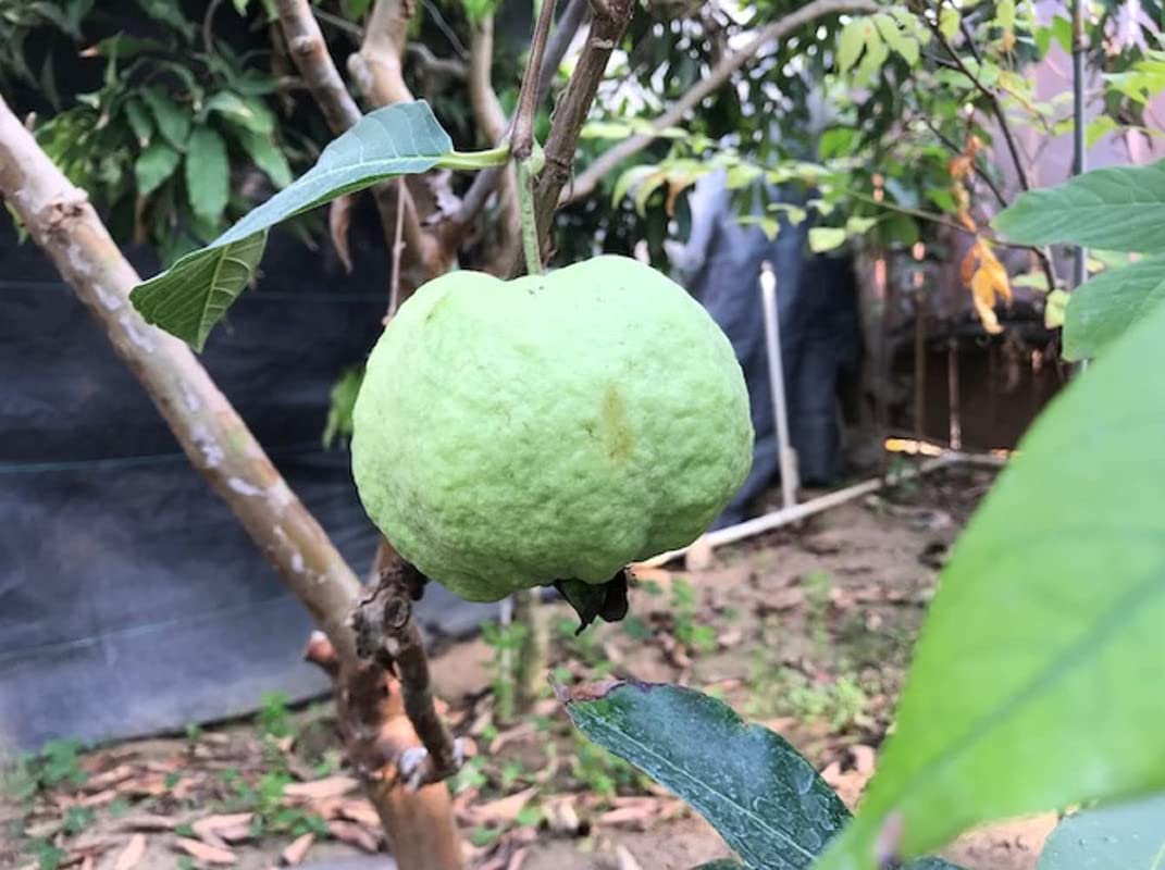 Royal Gardens Guava Amrood Fruit (Grafted) Live Plants & Tree(1-1.5 Ft ...