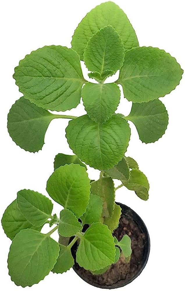 Panikoorka plant | plant for panikookra | pack of 1 : Amazon.in: Garden ...