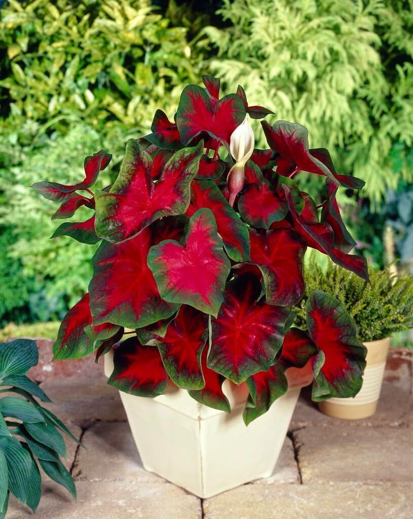 Amazon.com : 6 Florida Moonlight Caladium Bulbs for Planting - Fancy ...