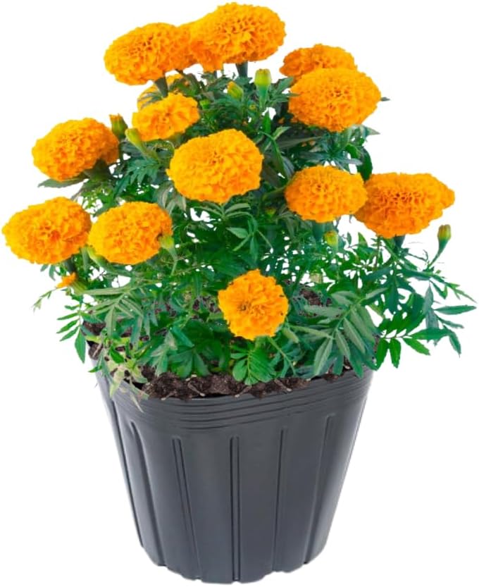 Amazon.com : 4 Orange Marigold Live Plants, Marigold Plants Live Potted ...