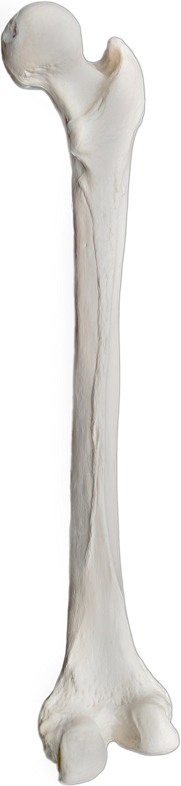 Real Femur Bone